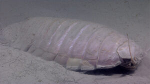 The Giant Isopod Looks Like a Deep-Sea Cockroach—and Can Survive for ...