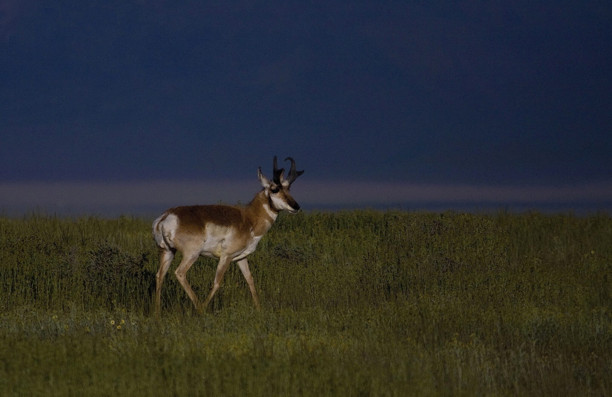 The Fastest Land Animal Over Long Distances Showcasing True Endurance ...