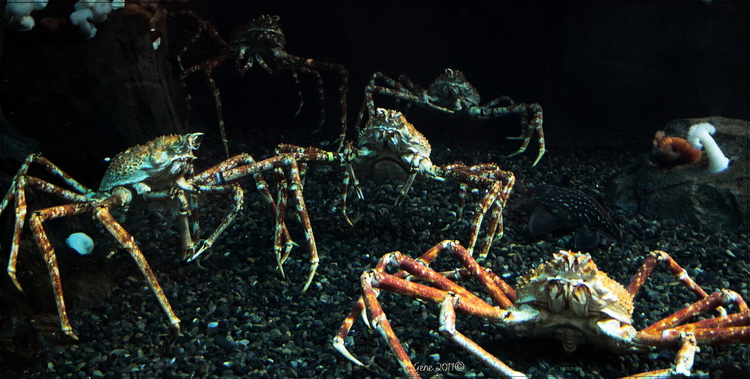 The Largest Eight-legged Spider Crab Ever Measured – Extreme Animal Records