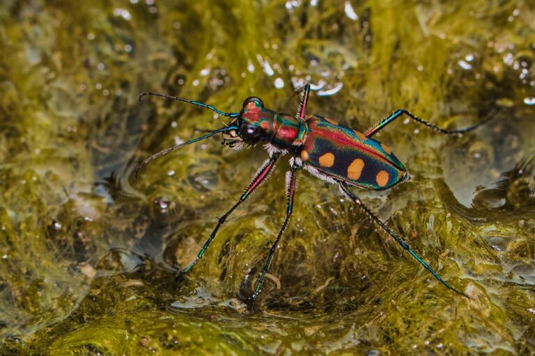 The Fastest Running Insect – It’s Built for Speed – Extreme Animal Records
