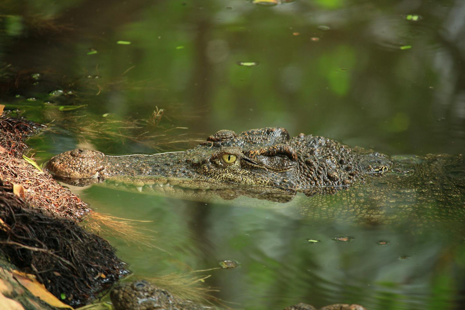 The Animal With the Strongest Jaws – It Can Snap Bones Instantly ...