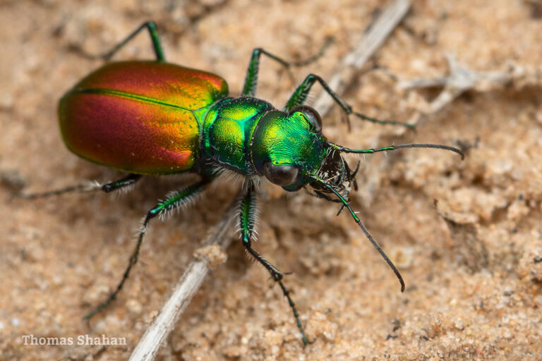 The Fastest Running Insect – It’s Built for Speed – Extreme Animal Records