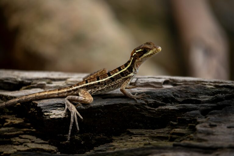 The Lizard That Can Regrow Its Tail Multiple Times – Extreme Animal Records