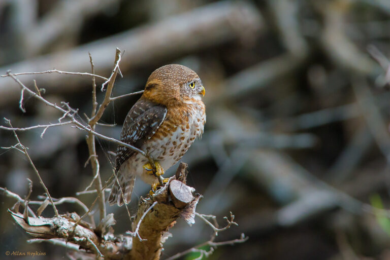 The Smallest Owl Species – The Cutest Predator in the Sky – Extreme ...