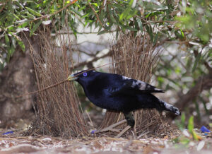 The Bird That Builds Elaborate Sculptures to Attract a Mate – Extreme ...
