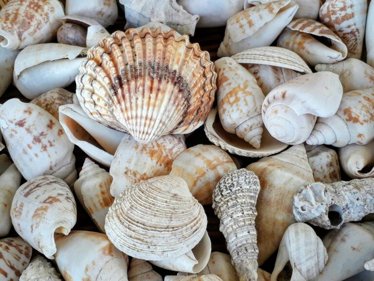 The Cone Snail Can Kill With a Harpoon-Tipped Tooth—In Just Seconds ...