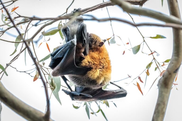 The Only Mammal That Can Fly: Bats and Their Aerodynamic Secrets ...