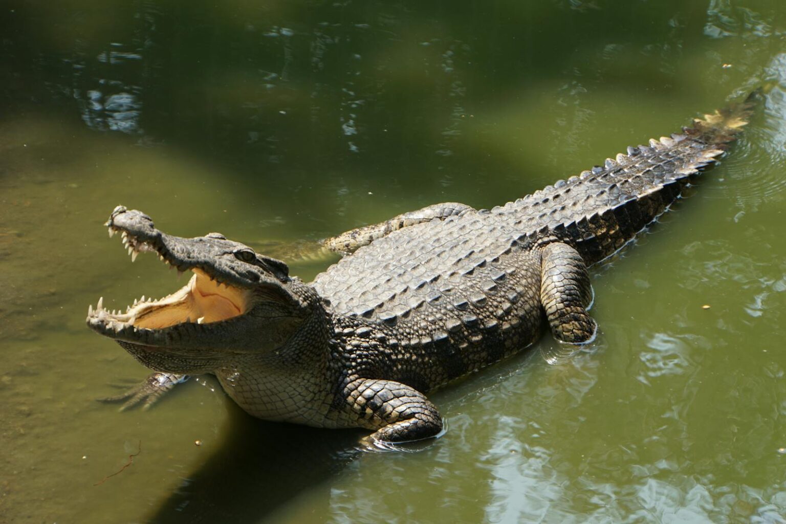 The Animal With the Strongest Jaws – It Can Snap Bones Instantly ...