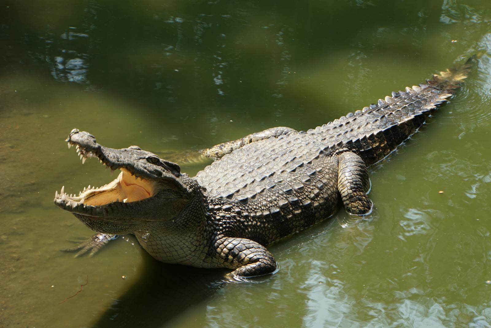 The Animal With the Strongest Jaws – It Can Snap Bones Instantly ...