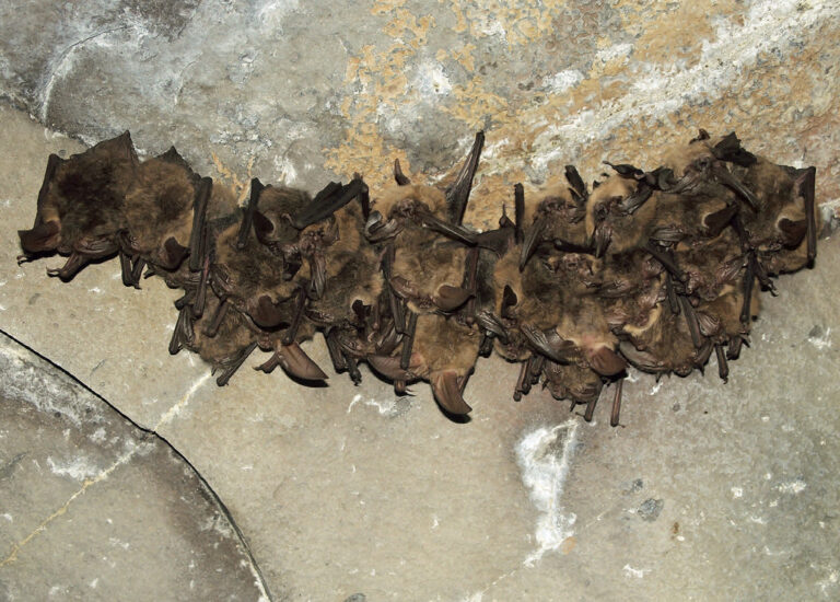 The Only Mammal That Can Fly: Bats and Their Aerodynamic Secrets ...
