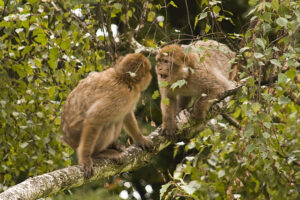 Nature’s Jokers: Animals That Love to Play—And Why It Matters – Extreme ...