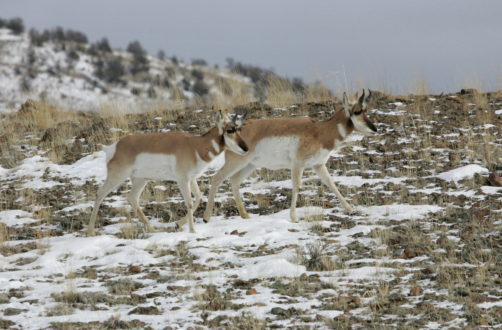 The Fastest Land Animal Over Long Distances Showcasing True Endurance ...