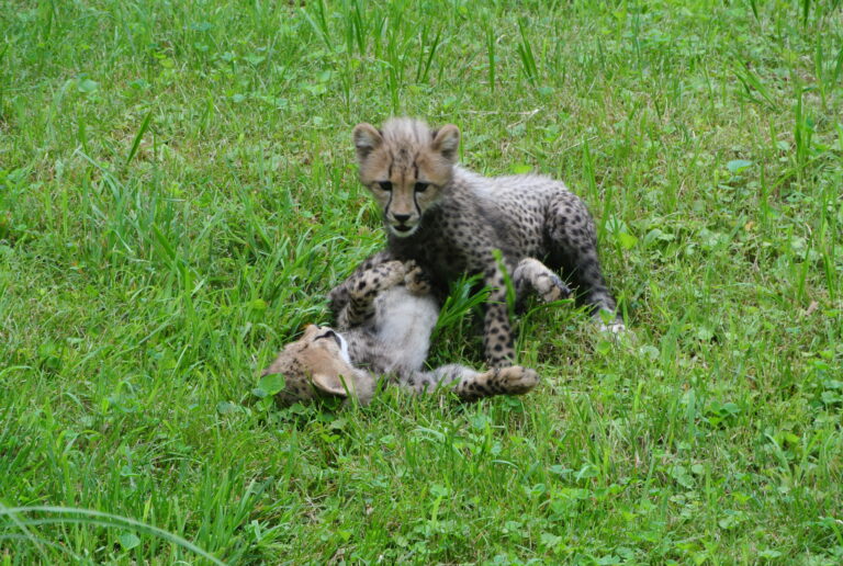 The Fastest Land Animal Over Long Distances Showcasing True Endurance ...