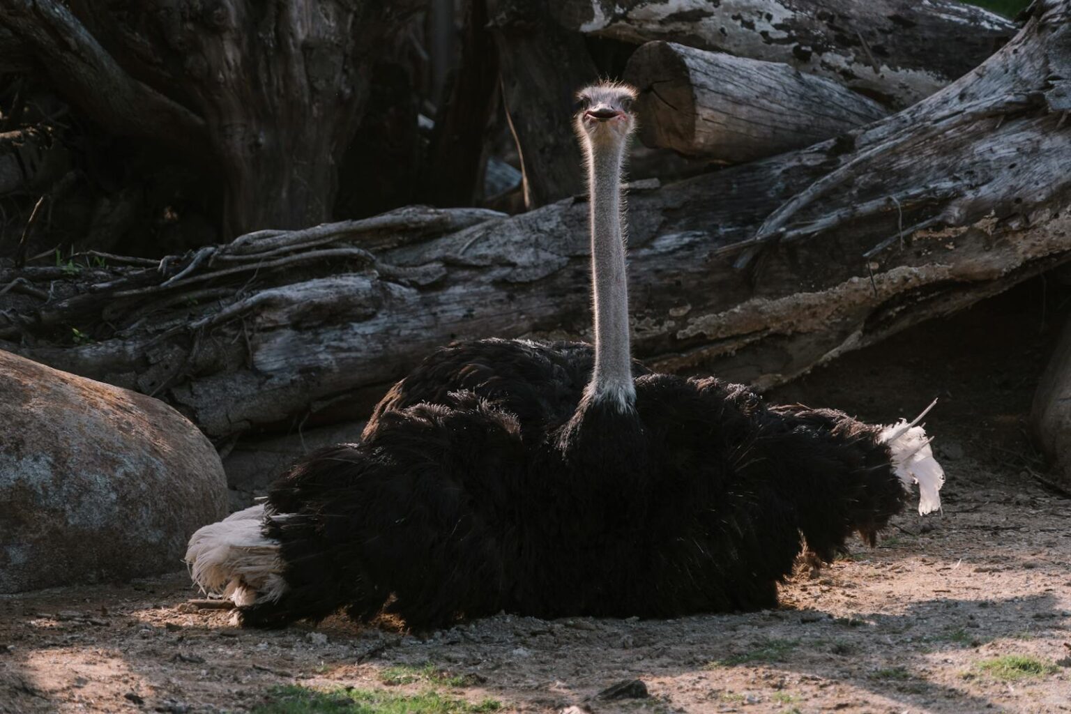 The Most Powerful Kick in the Animal World – It Can Shatter Bones ...