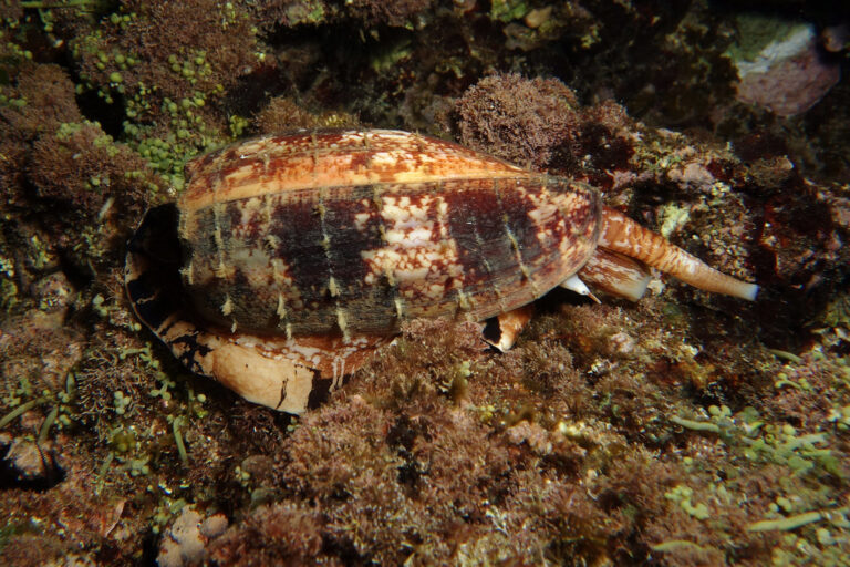 The Cone Snail Can Kill With a Harpoon-Tipped Tooth—In Just Seconds ...