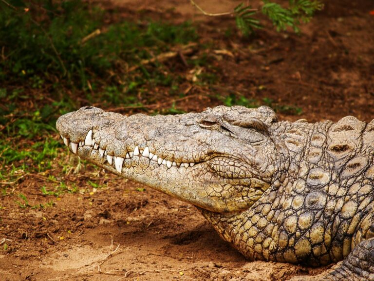 The Animal With the Strongest Jaws – It Can Snap Bones Instantly ...