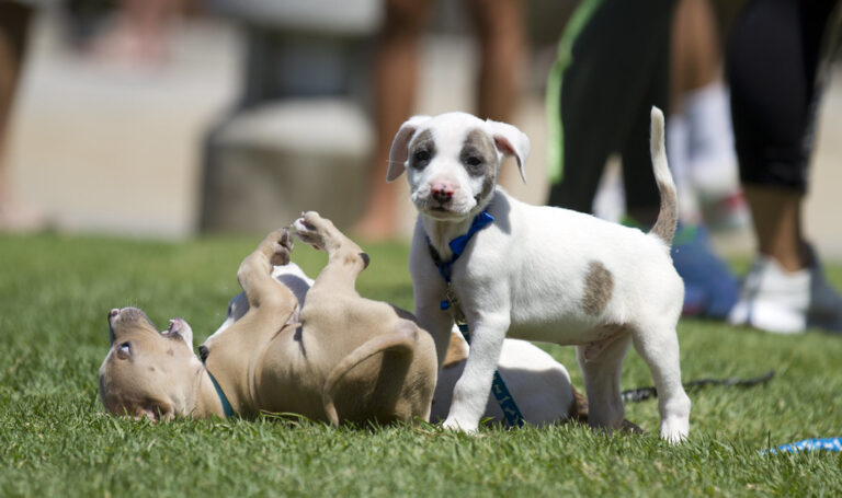 Nature’s Jokers: Animals That Love to Play—And Why It Matters – Extreme ...