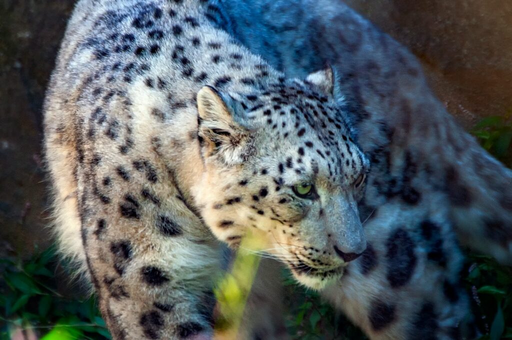 How Snow Leopards Survive Where No Other Cats Can – Extreme Animal Records