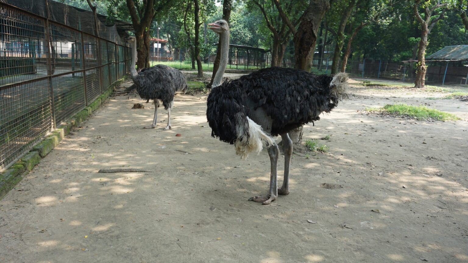 The Most Powerful Kick in the Animal World – It Can Shatter Bones ...