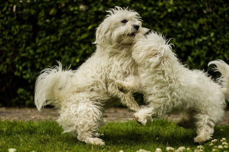 Playtime Champions: Otters and the World’s Most Playful Animals ...