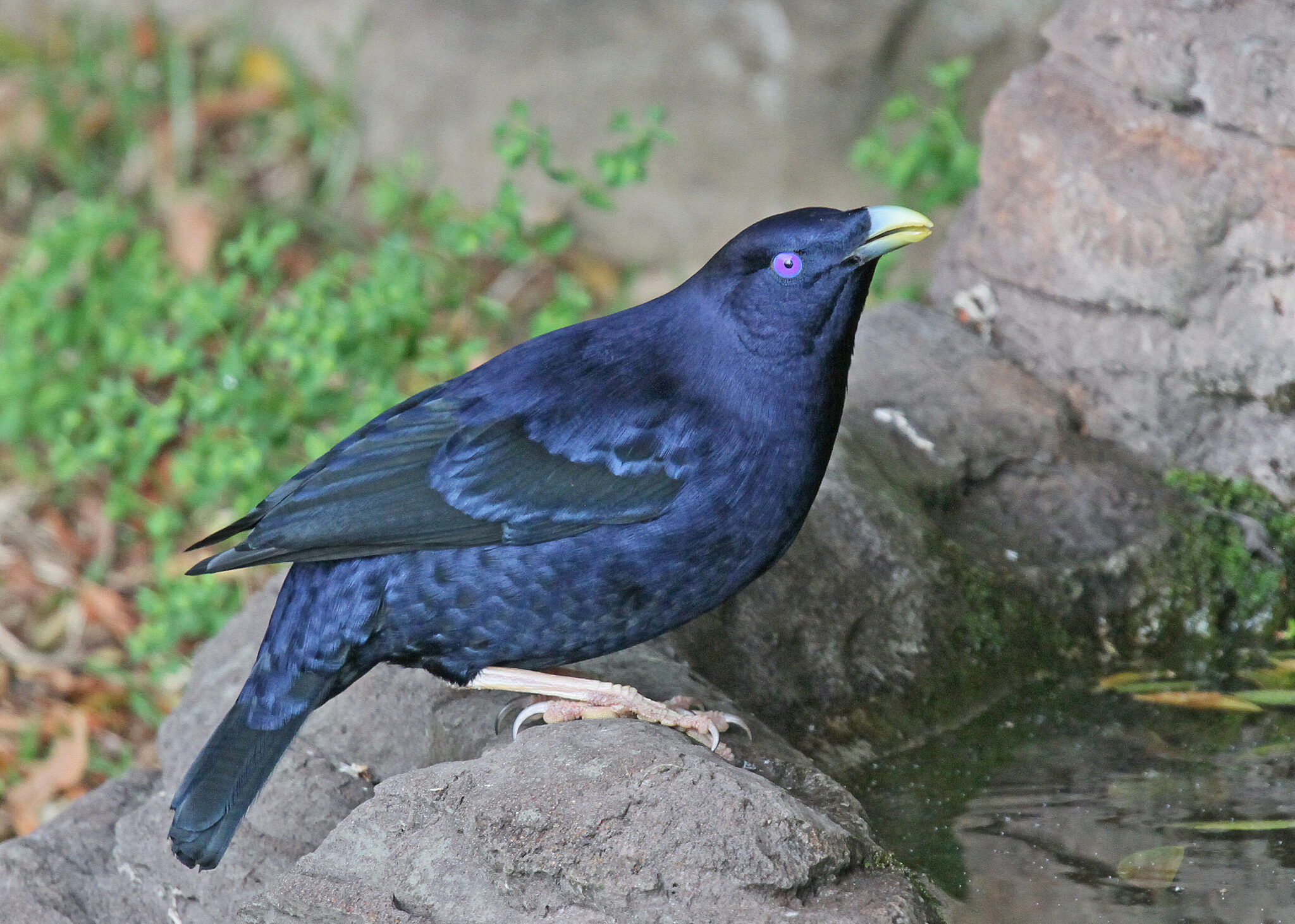 The Bird That Builds Elaborate Sculptures to Attract a Mate – Extreme ...