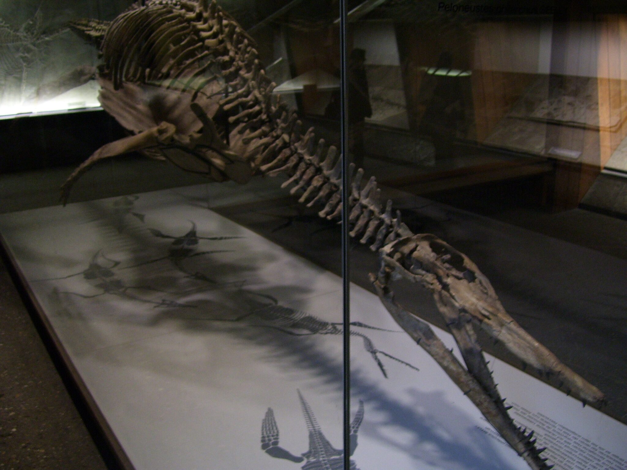 Pliosaurs Had the Strongest Bite of Any Animal in Prehistory – Extreme ...