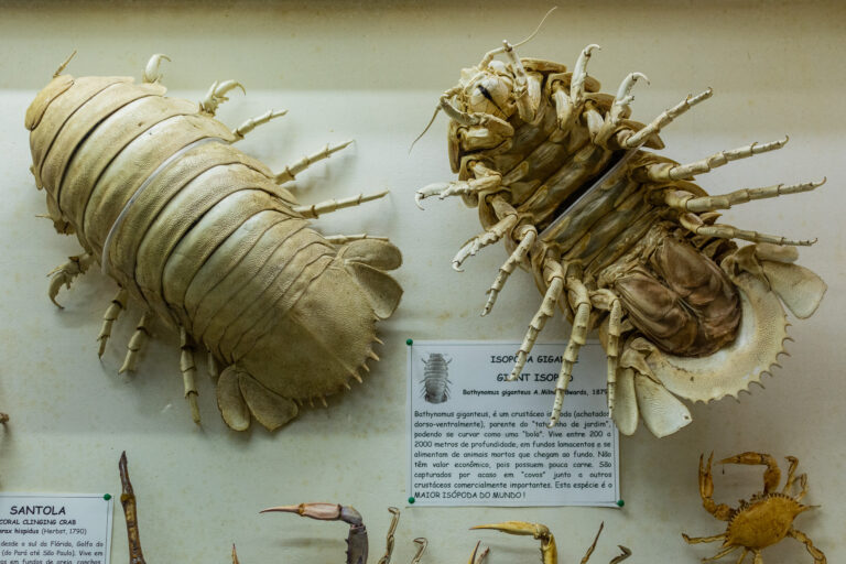 The Giant Isopod Looks Like a Deep-Sea Cockroach—and Can Survive for ...