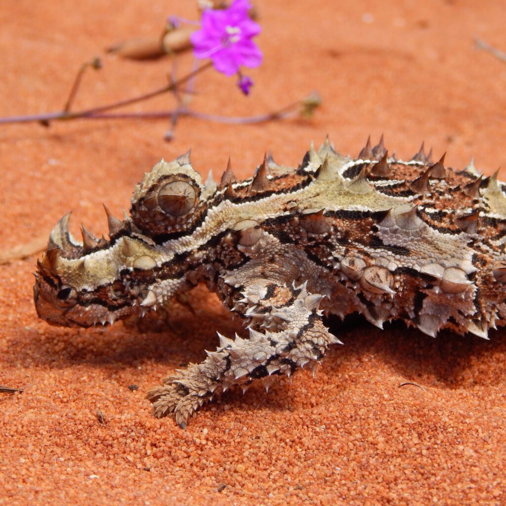 The Lizard That Drinks Water Through Its Skin – Extreme Animal Records