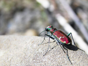 The Fastest Running Insect – It’s Built for Speed – Extreme Animal Records