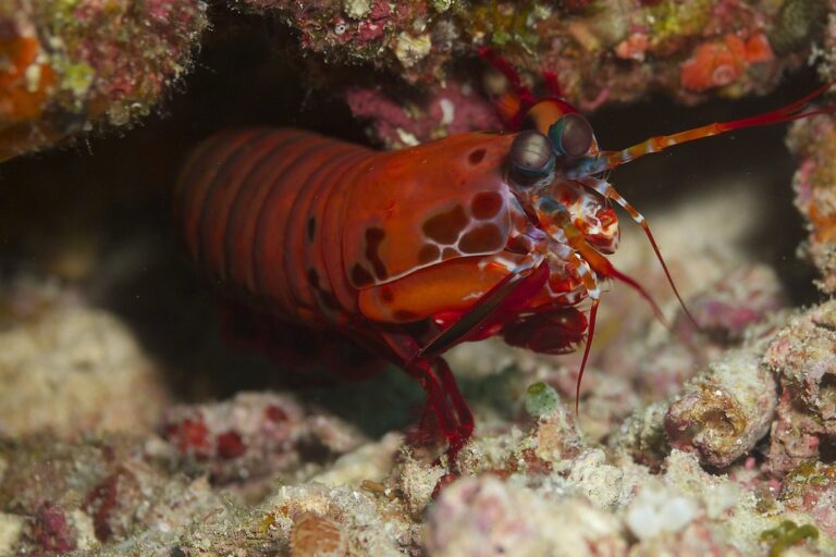 The Fastest Reflexes in the Animal Kingdom Belong to a Shrimp – Extreme ...