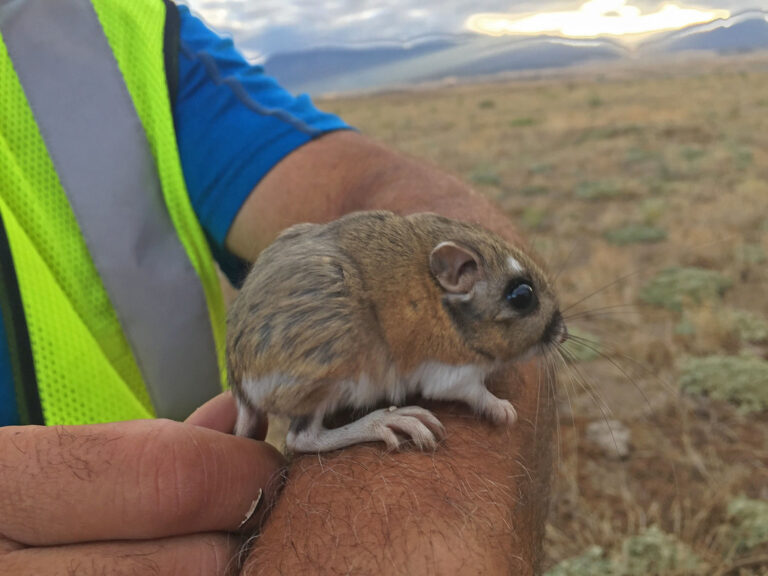 The Mammal That Can Go the Longest Without Drinking Water – Extreme ...