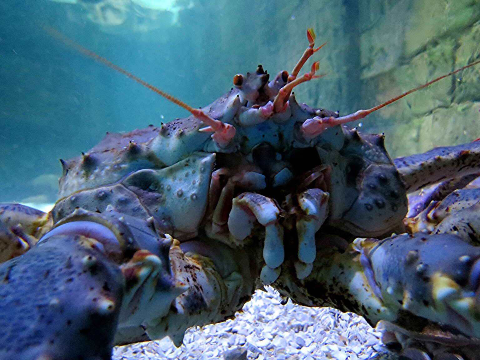 The Largest Eight-legged Spider Crab Ever Measured – Extreme Animal Records