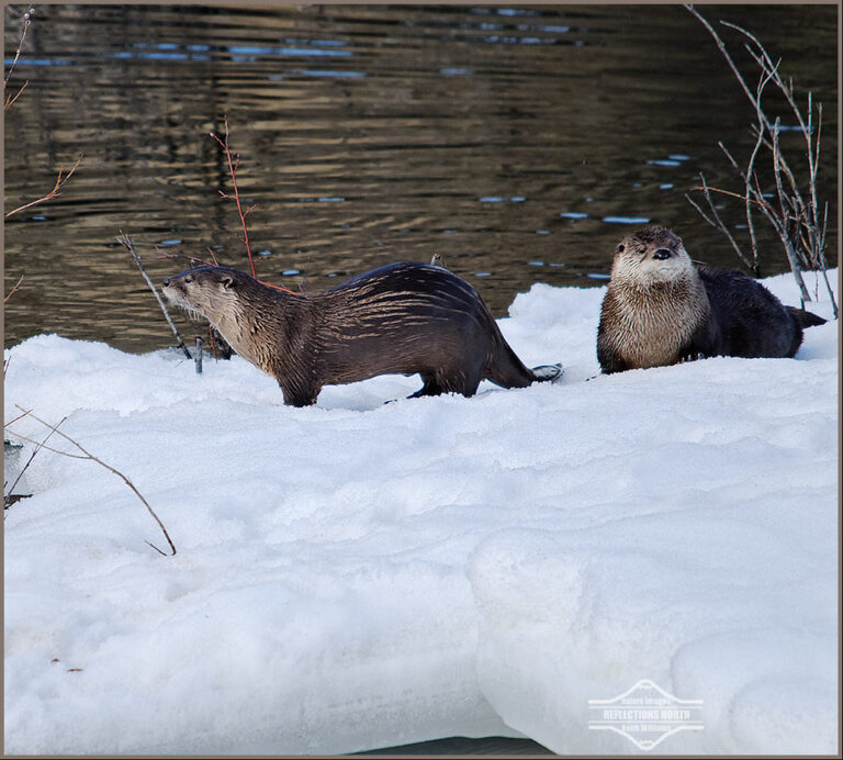 Playtime Champions: Otters and the World’s Most Playful Animals ...