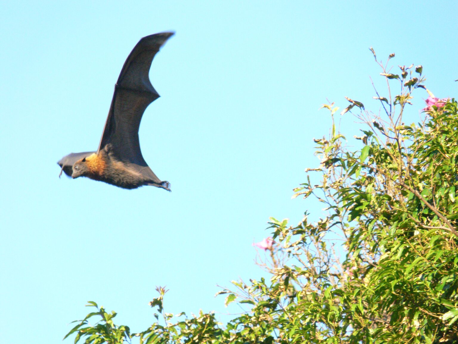 The Only Mammal That Can Fly: Bats and Their Aerodynamic Secrets ...