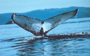 The First Whales Had Legs—and Walked on Land Before Returning to the ...
