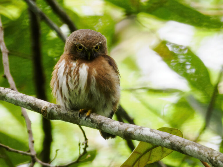 The Smallest Owl Species – The Cutest Predator in the Sky – Extreme ...