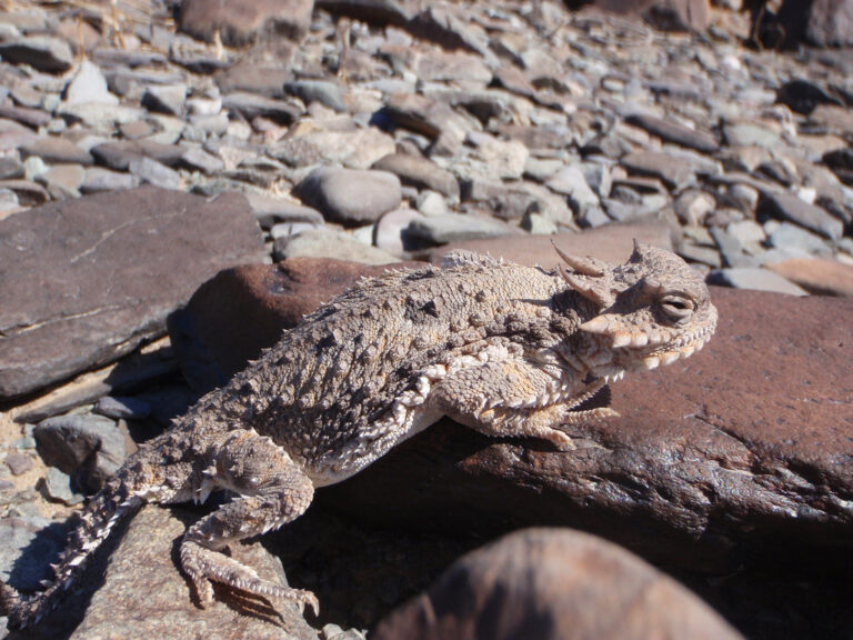 The Lizard That Drinks Water Through Its Skin – Extreme Animal Records