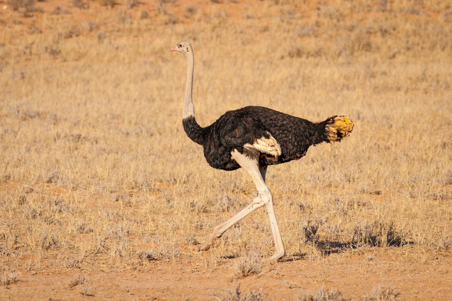 The Most Powerful Kick in the Animal World – It Can Shatter Bones ...