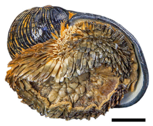 The Scaly-Foot Snail Builds Its Shell Out of Iron From Hydrothermal ...