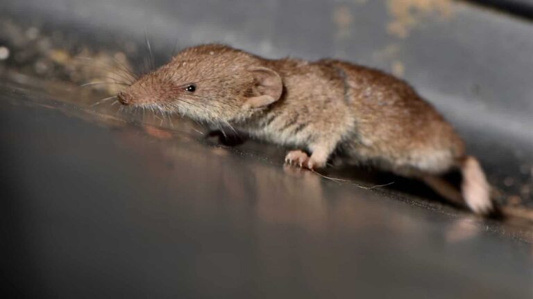 The Smallest Carnivorous Mammal – A Predator the Size of a Penny ...
