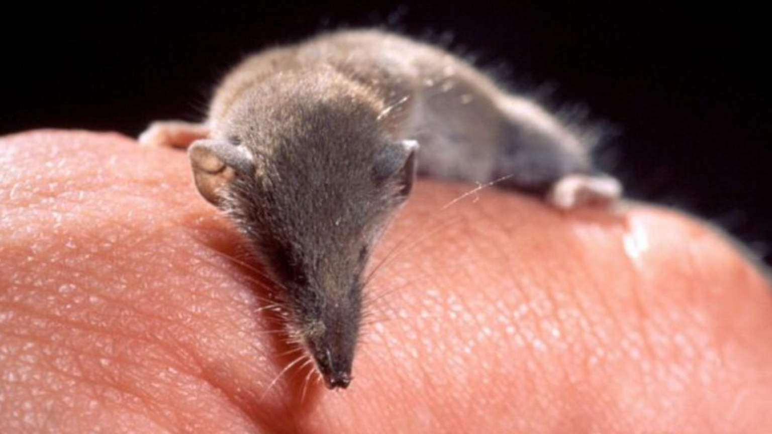 The Smallest Carnivorous Mammal – A Predator the Size of a Penny ...