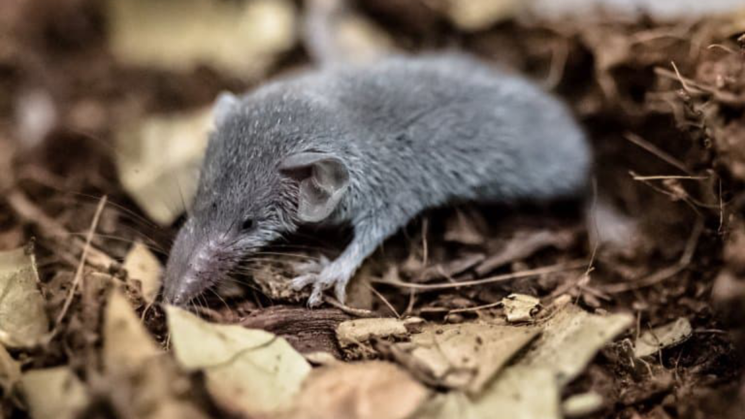 The Smallest Carnivorous Mammal – A Predator the Size of a Penny ...
