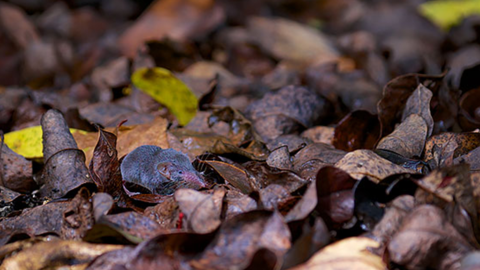 The Smallest Carnivorous Mammal – A Predator the Size of a Penny ...