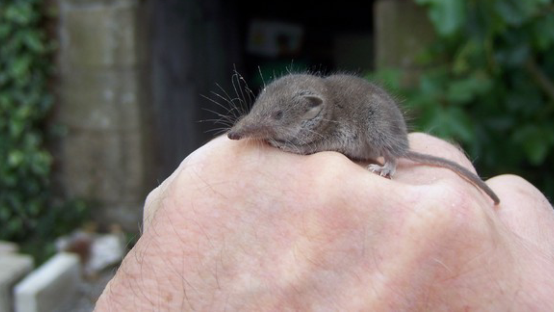 The Smallest Carnivorous Mammal – A Predator the Size of a Penny ...