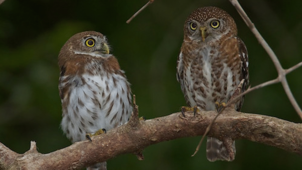 The Smallest Owl Species – The Cutest Predator in the Sky – Extreme ...