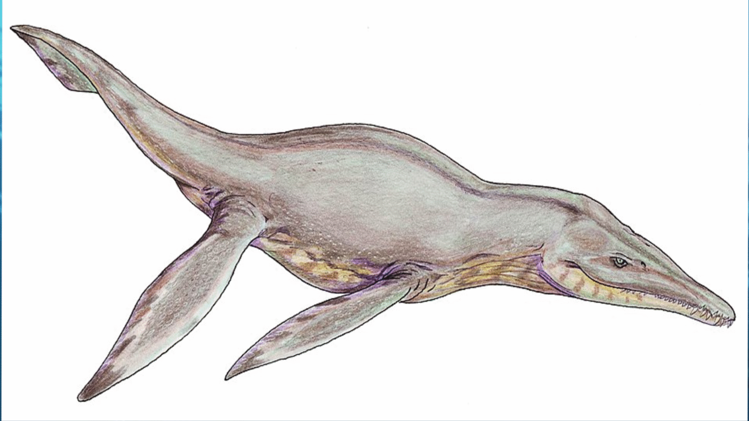Pliosaurs Had the Strongest Bite of Any Animal in Prehistory – Extreme ...