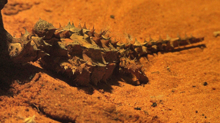 The Lizard That Drinks Water Through Its Skin – Extreme Animal Records