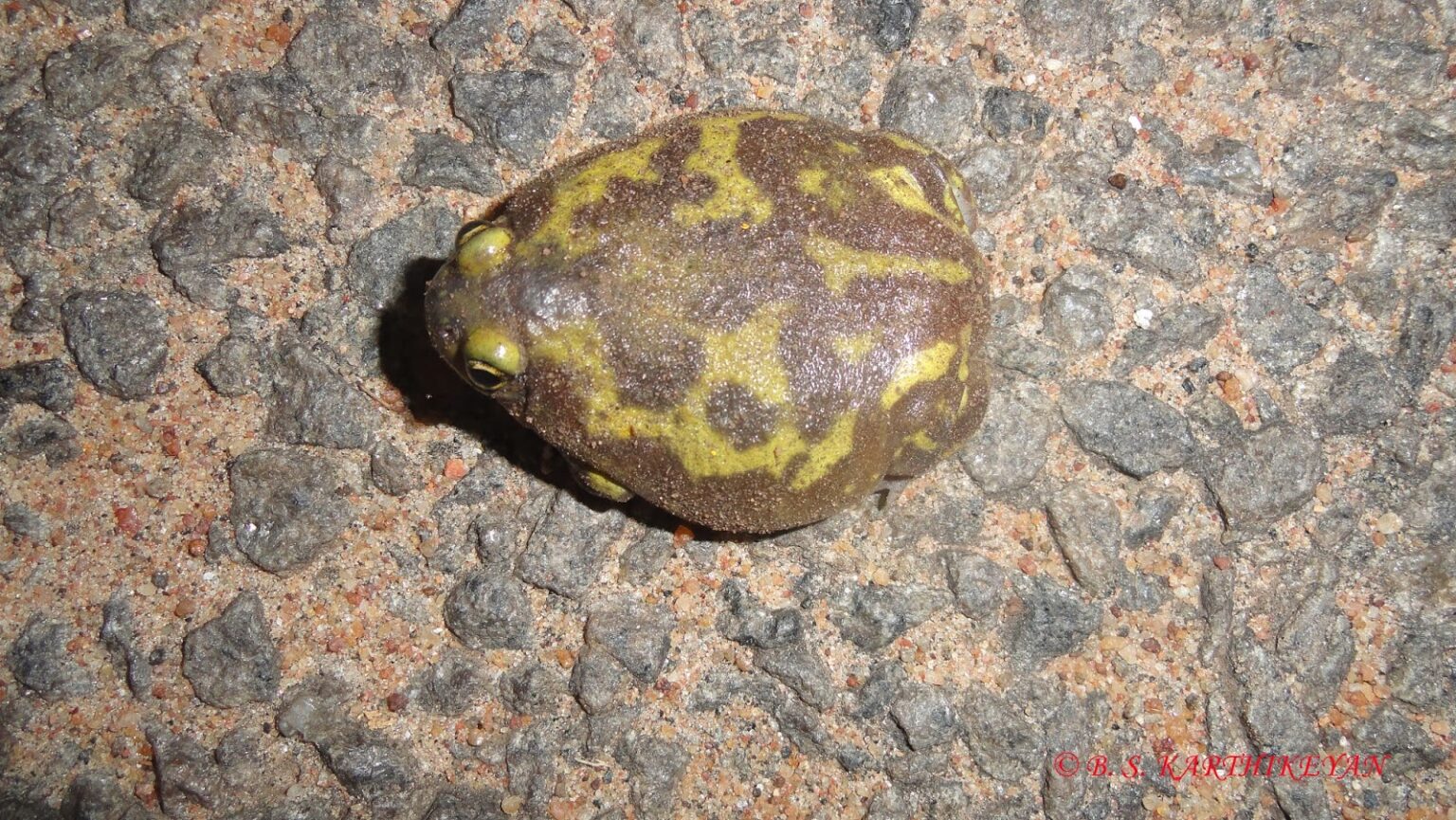 This Frog Inflates Into a Ball to Scare Off Predators – Extreme Animal ...