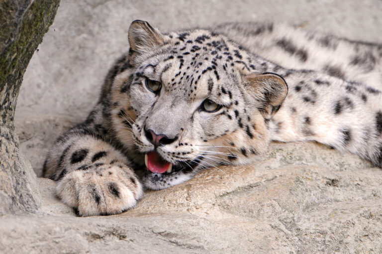How Snow Leopards Survive Where No Other Cats Can – Extreme Animal Records