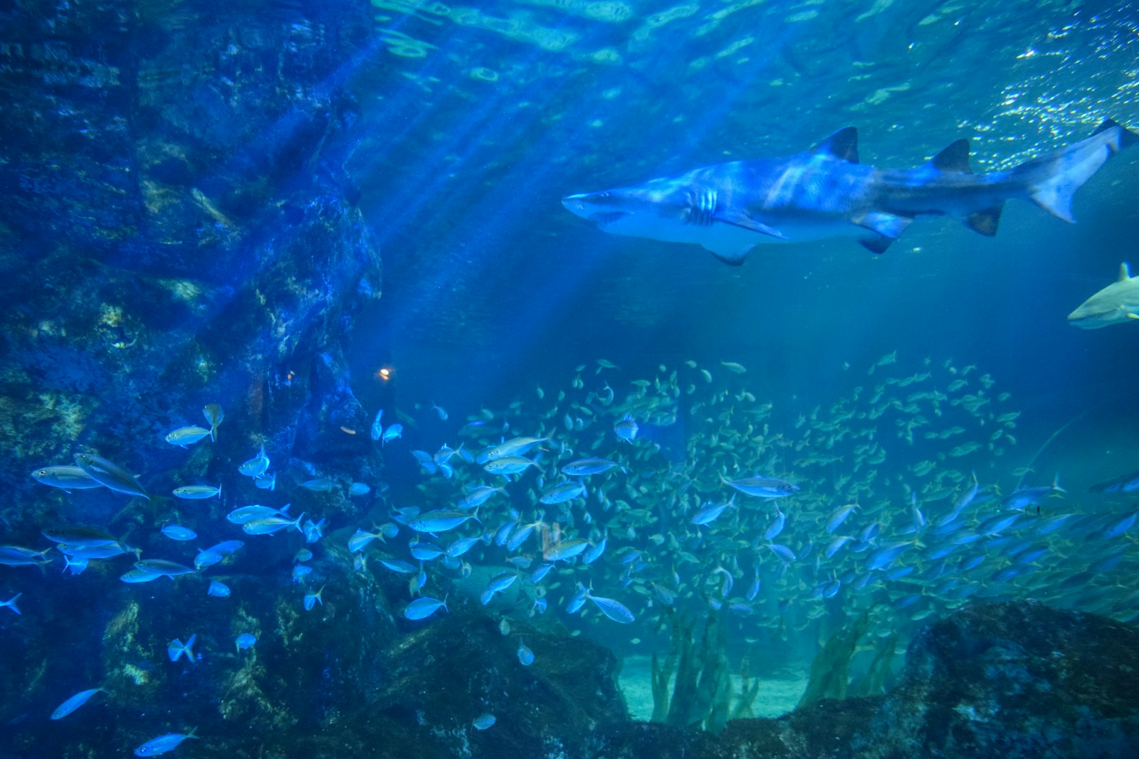 Sharks That Don’t Need Mates: The Rise of the Virgin Birth – Extreme ...